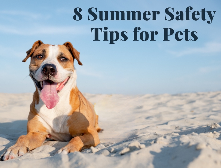 8 Summer Safety Tips For Pets Academy Animal Hospital 8 Summer Safety Tips For Pets Academy Animal Hospital